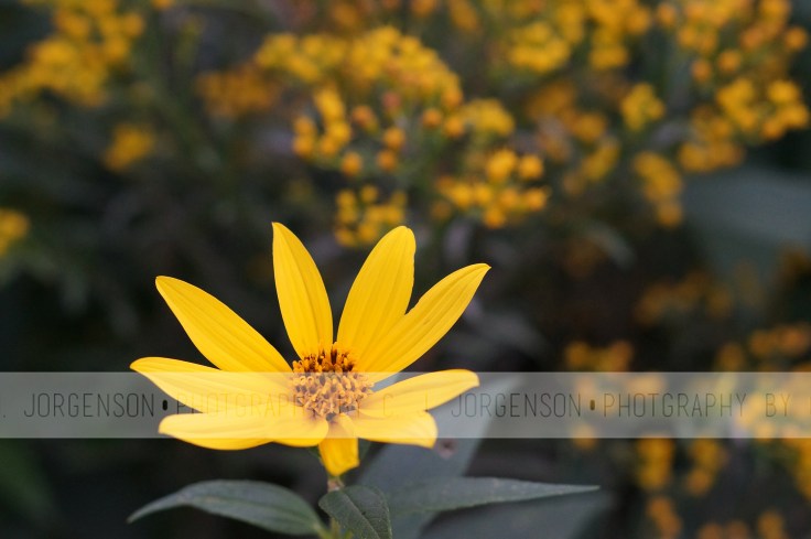 Photography Portfolio – Corinne’s Portfolio